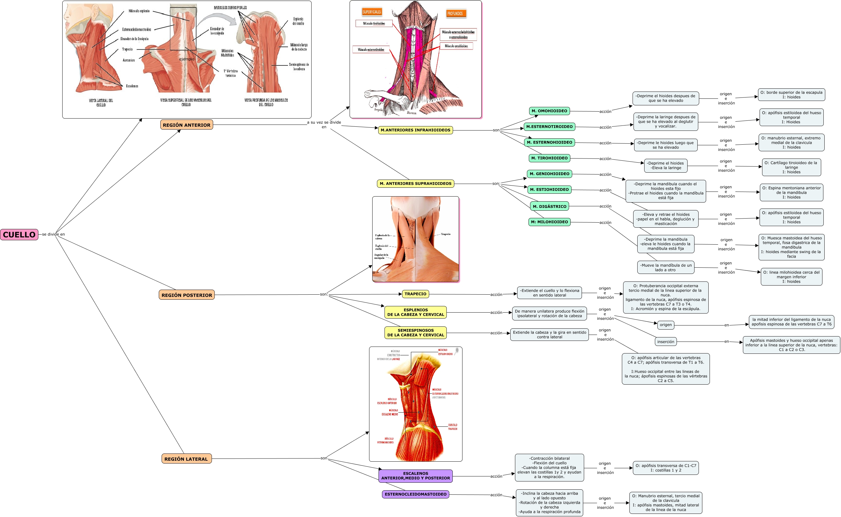 MÚSCULOS DEL CUELLO